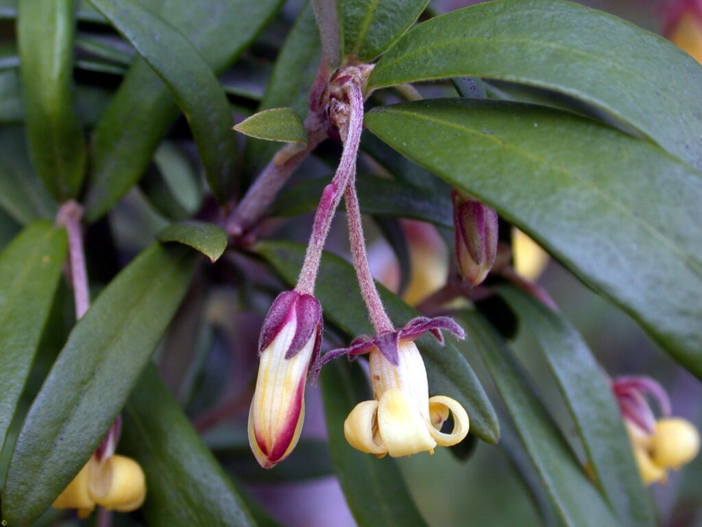 Pittosporum bicolor - Understorey Network